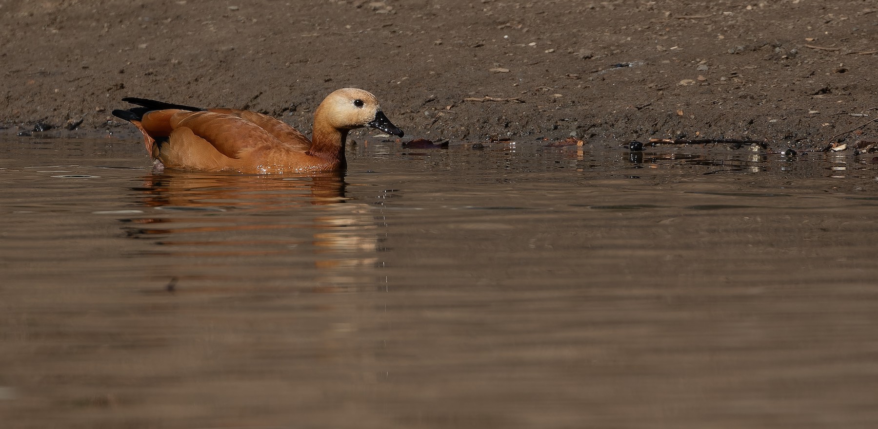 Egyptian Goose x Ruddy Shelduck (hybrid) - eBird