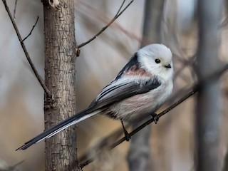 Orite à longue queue - eBird