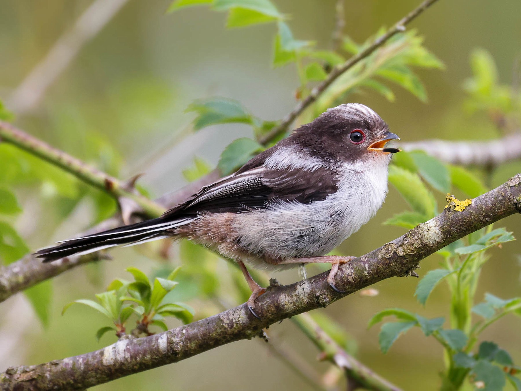Long-tailed Tit - eBird