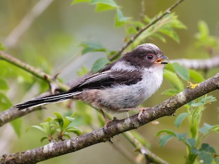 Orite à longue queue - eBird