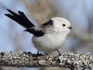 Orite à longue queue - eBird