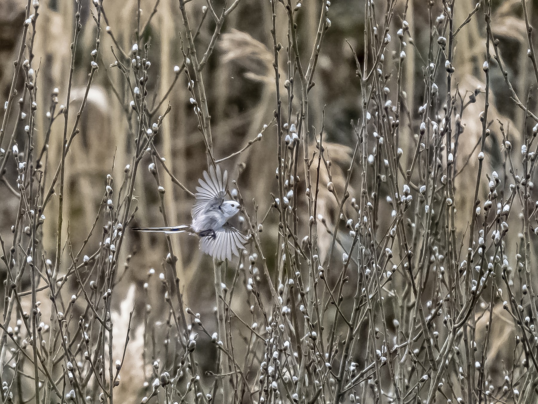 Long-tailed Tit - eBird