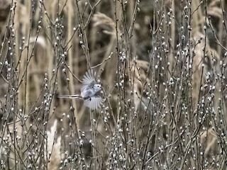 Orite à longue queue - eBird