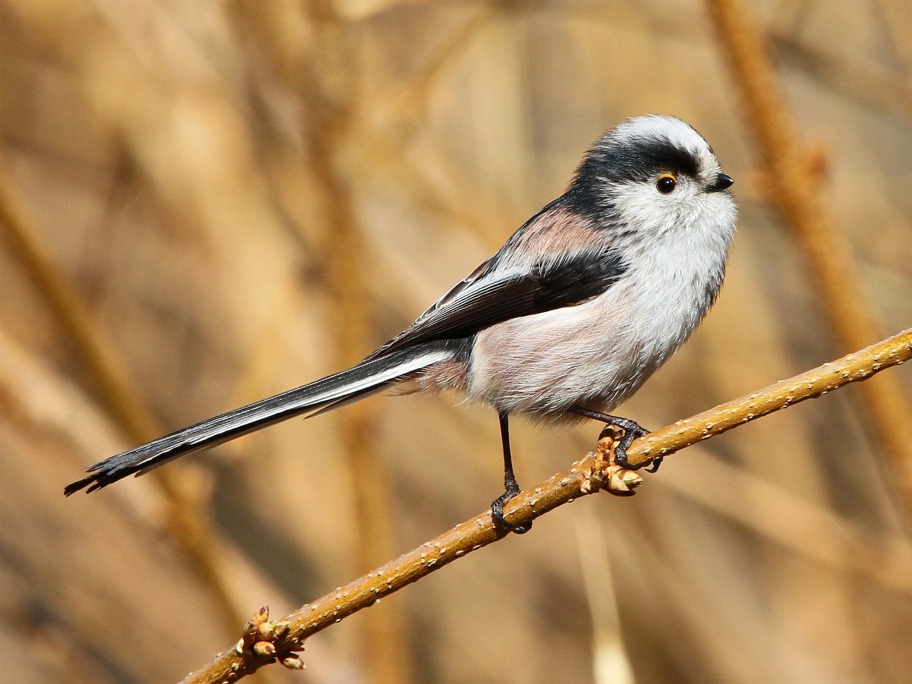 Long-tailed Tit - eBird