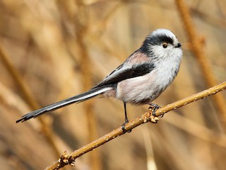 Orite à longue queue - eBird