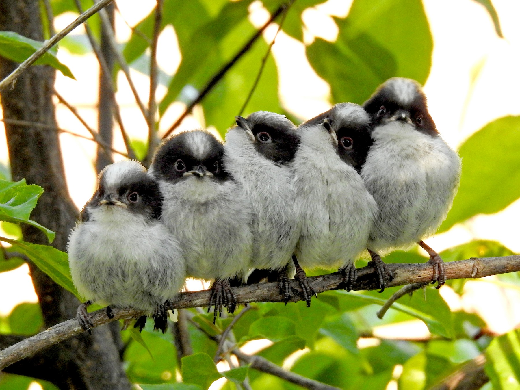 Long-tailed Tit - eBird