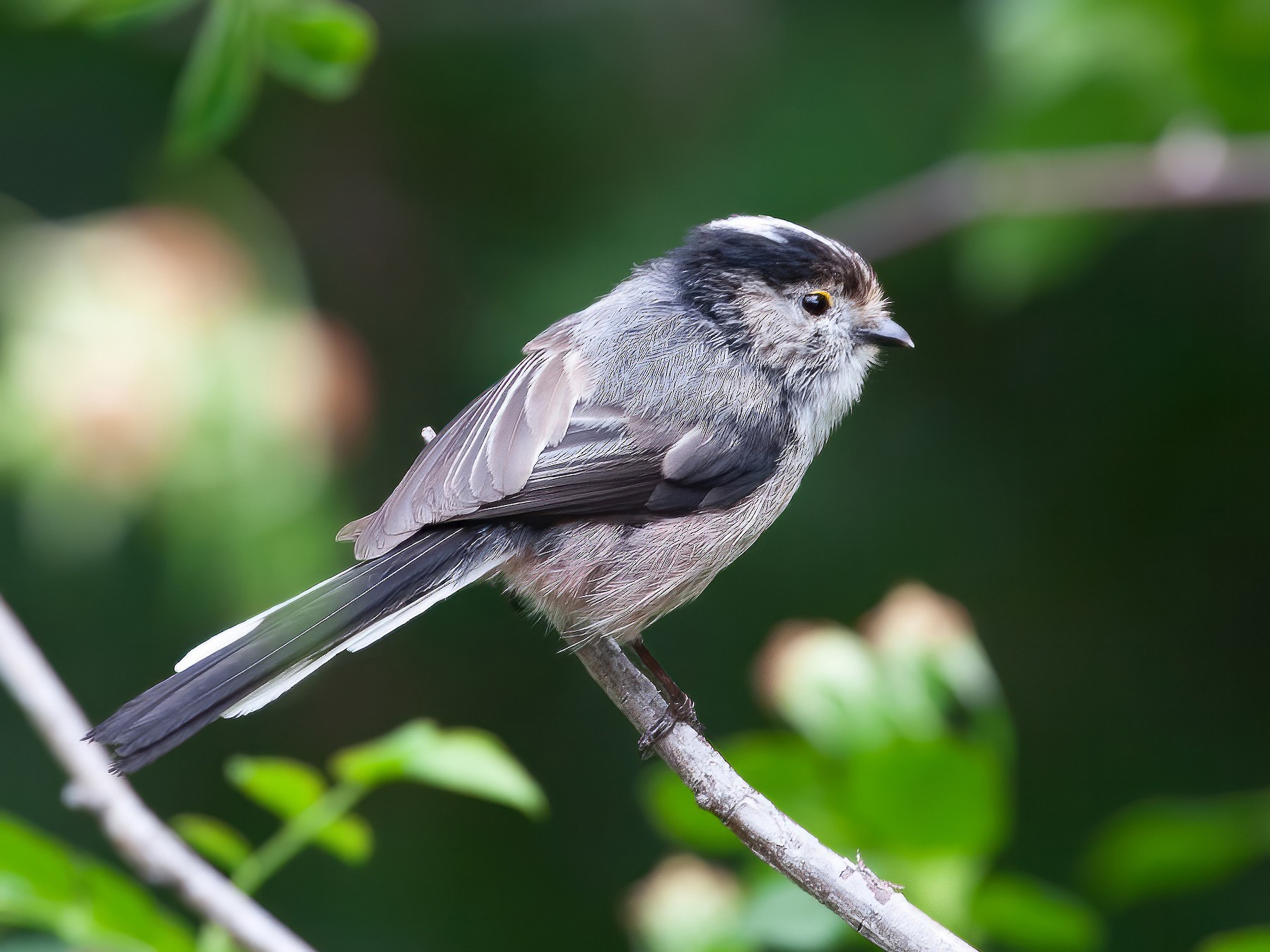 Identification Birds Of Spain Images
