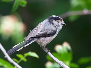 Orite à longue queue - eBird