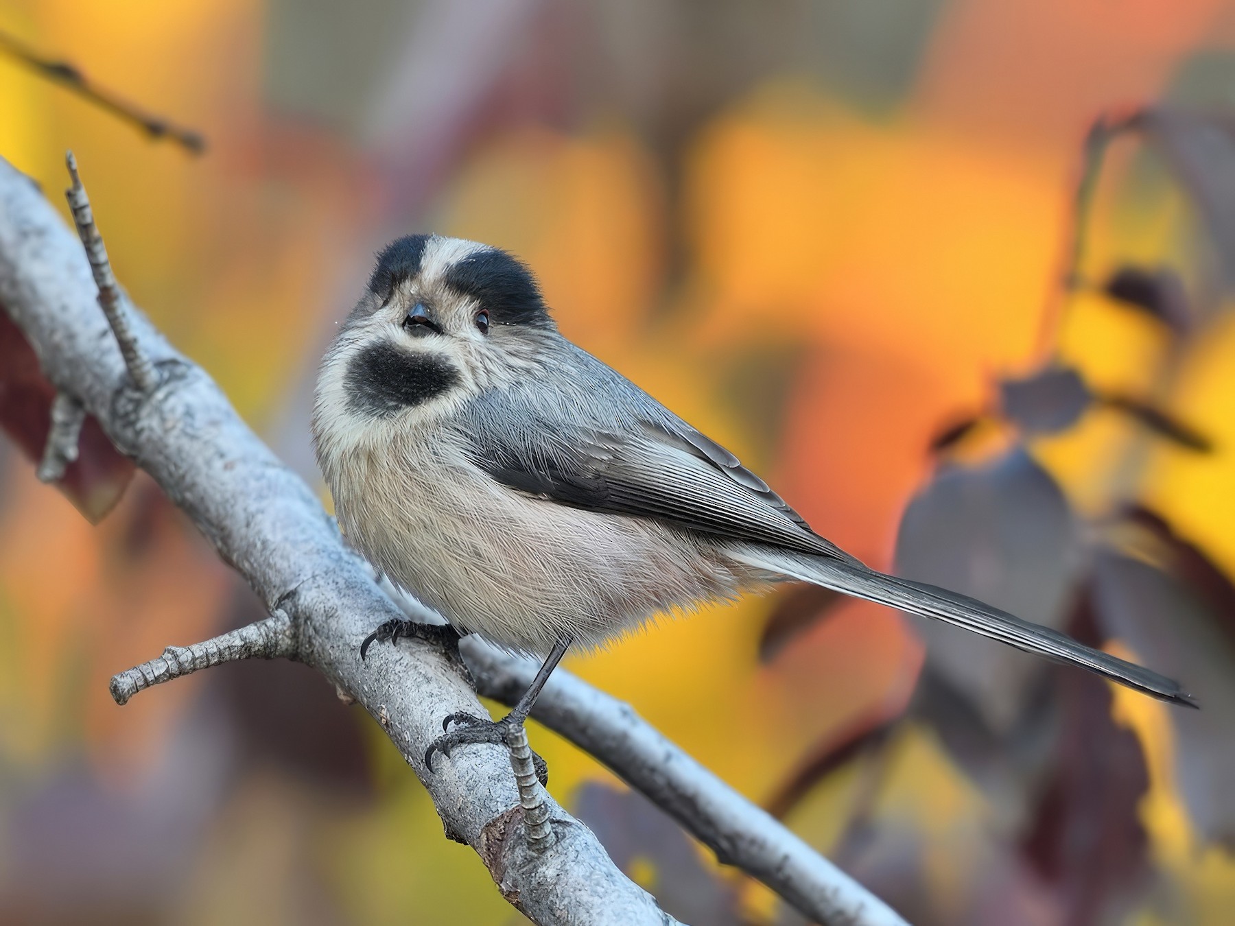 Long-tailed Tit - eBird