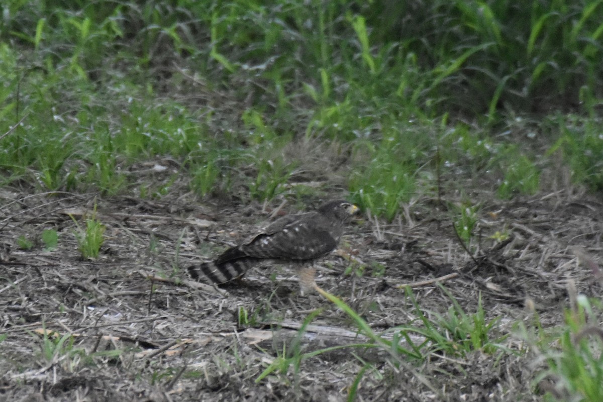 eBird Checklist - 21 Dec 2023 - Resaca de la Palma State Park ...