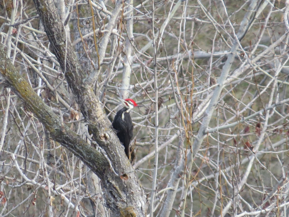 eBird Checklist - 21 Dec 2023 - Crow Dam Canal - 21 species