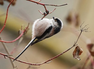 Orite à longue queue - eBird