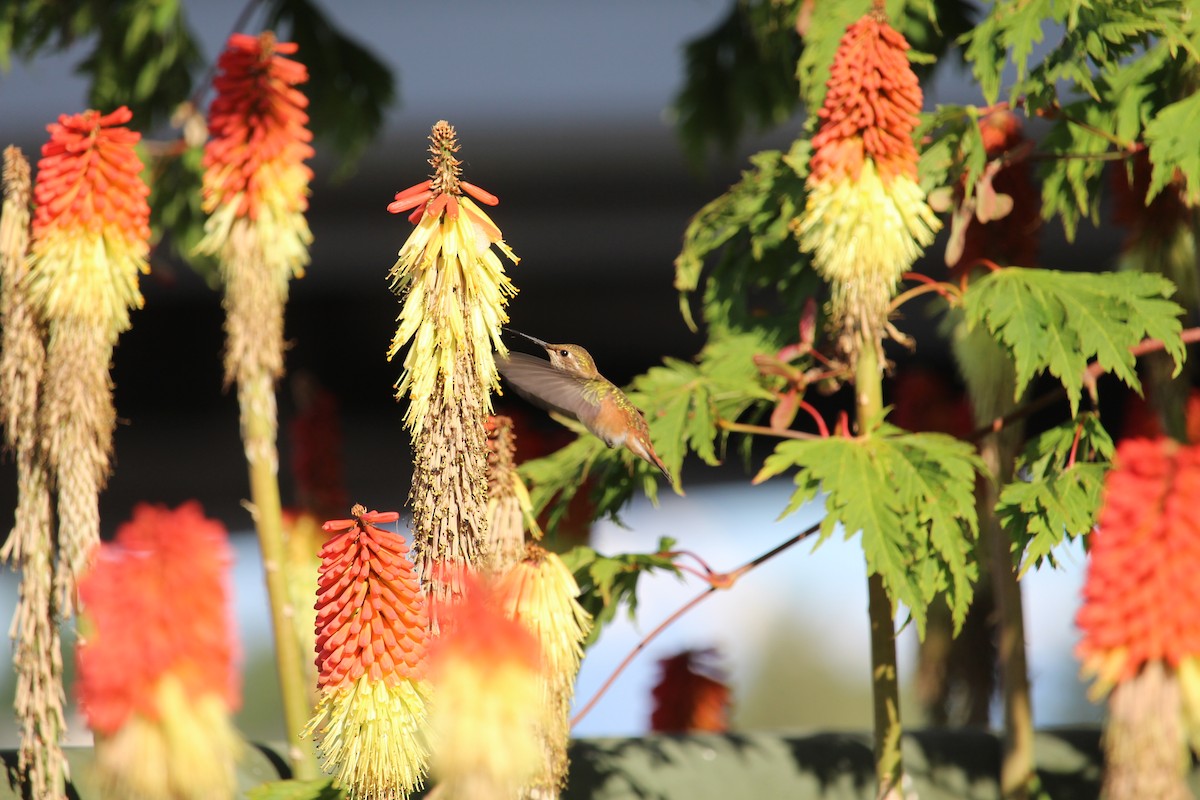 eBird Checklist - 4 Jun 2023 - Manette Bridge - 10 species