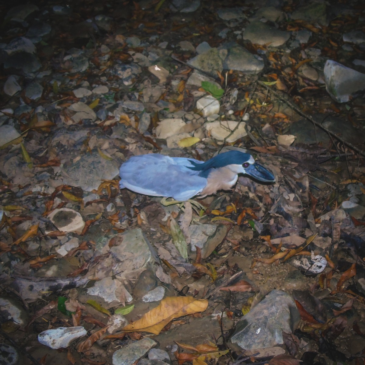 eBird Checklist - 20 Dec 2023 - Finca Mono Bayo - 3 species