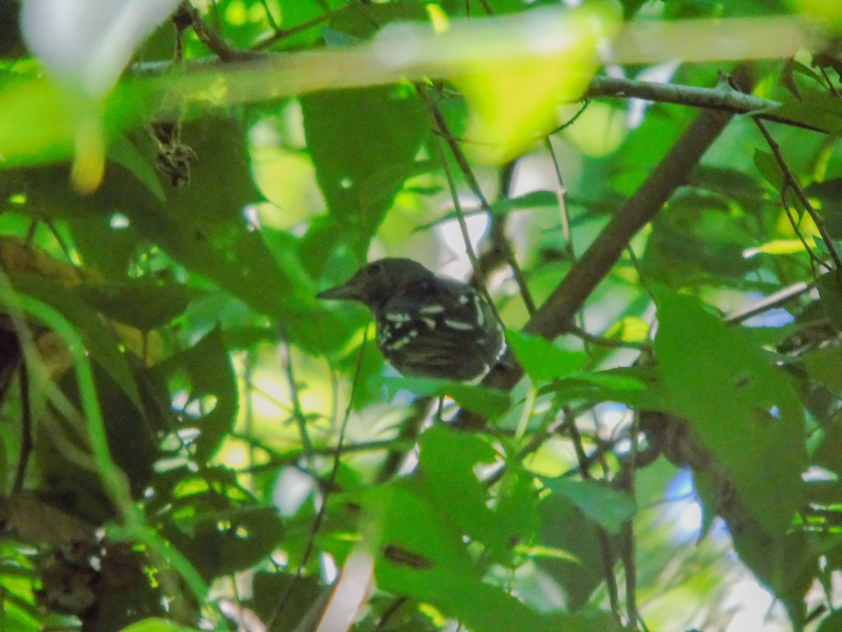 eBird Checklist - 20 Dec 2023 - Finca Mono Bayo - 41 species