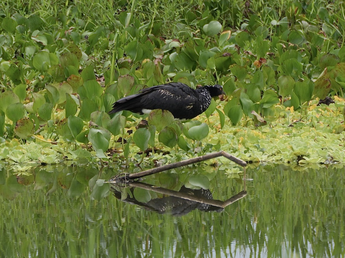 eBird Checklist - 7 Dec 2023 - RE Manglares-Churute--La Lagartera ...