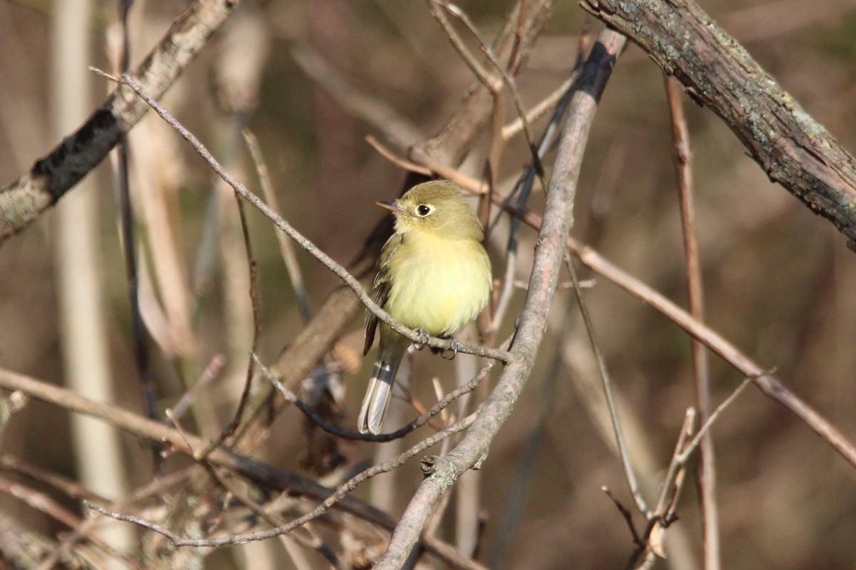 eBird Checklist - 21 Dec 2023 - East Donegal Riverfront Park - 25 species