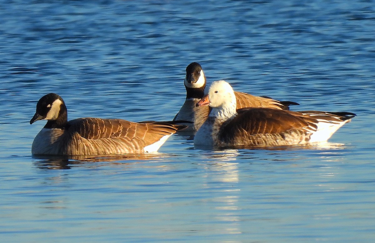 eBird Checklist - 21 Dec 2023 - Waneka Lake/Greenlee Preserve - 31 ...