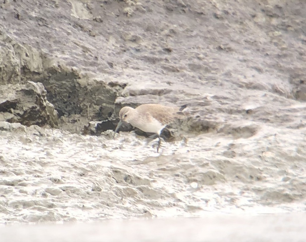 eBird Checklist - 18 Dec 2023 - Palo Alto Baylands - 41 species (+2 ...