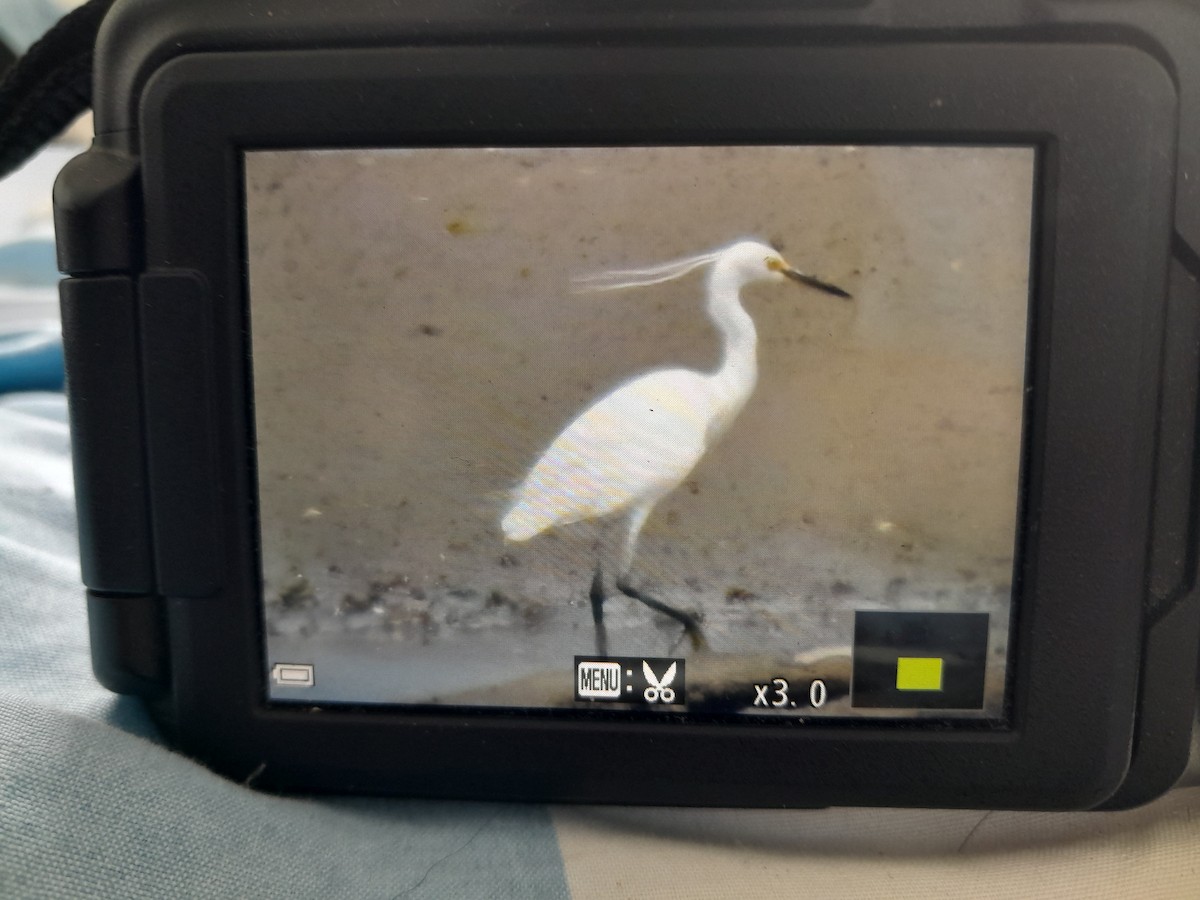 New Zealand eBird Checklist - 22 Dec 2023 - Maketu/Kaituna estuary--Te ...
