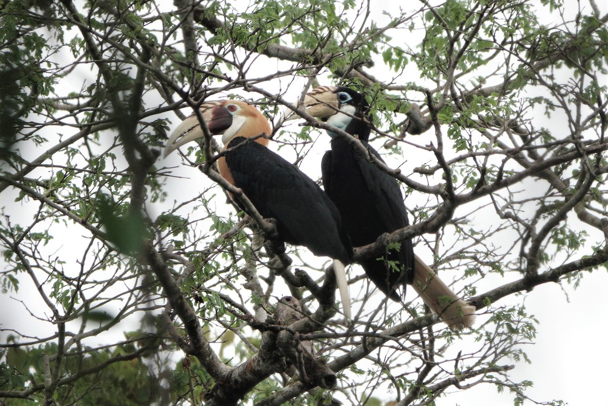 eBird Checklist - 21 Oct 2023 - TWA Sorong (hutan lindung) - 17 species