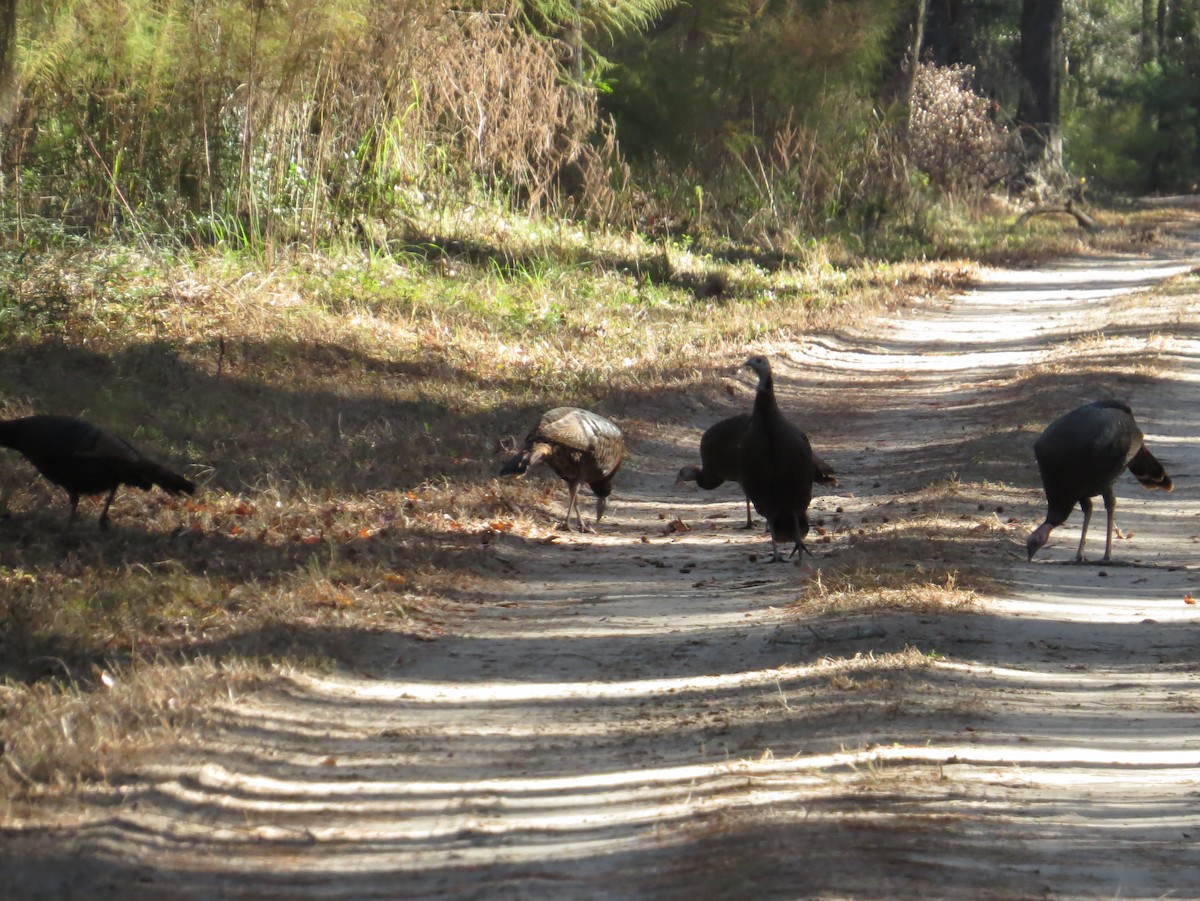 eBird Checklist - 12 Dec 2023 - Donnelley WMA (partial fall and winter ...