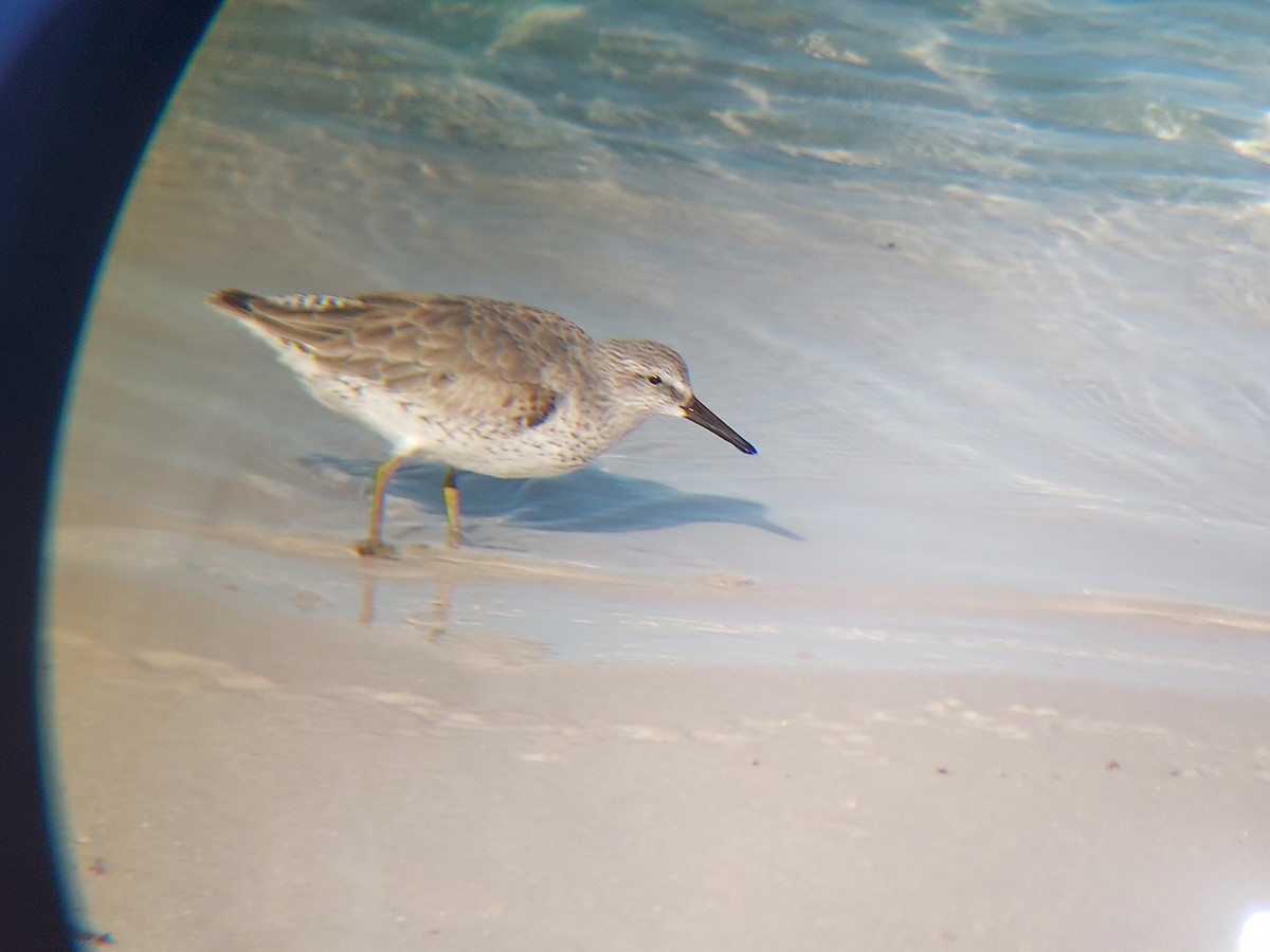 eBird Checklist - 22 Dec 2023 - Gulf Islands National Seashore--Fort ...