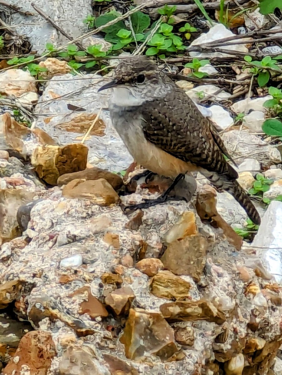 eBird Checklist - 22 Dec 2023 - Sylvan Beach Park - 9 species