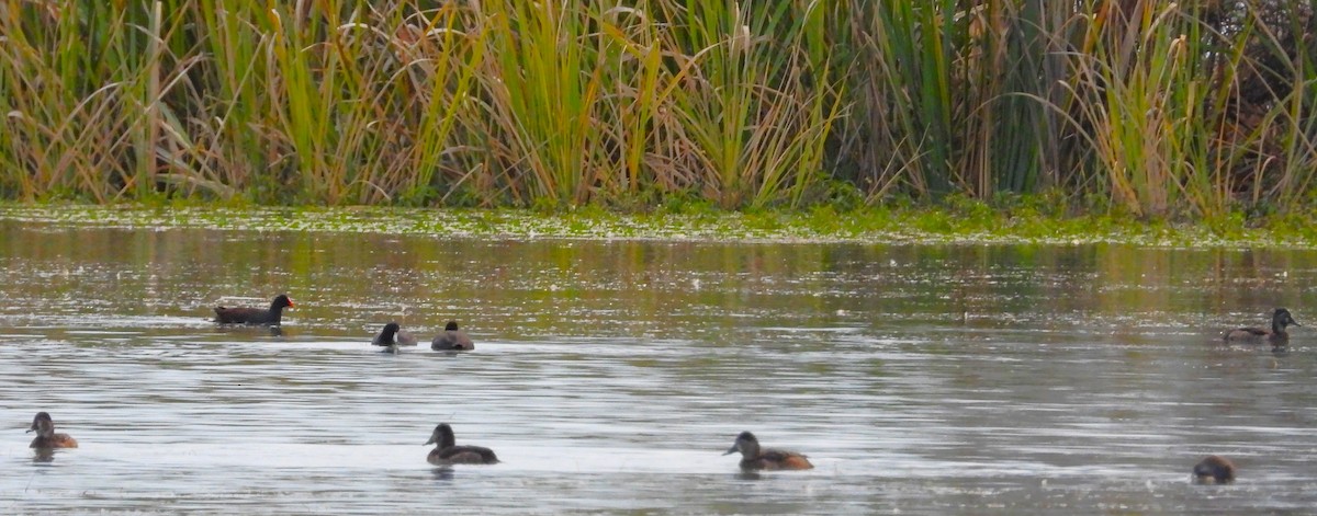 eBird Checklist - 22 Dec 2023 - Brickyard Ponds - 32 species (+1 other ...