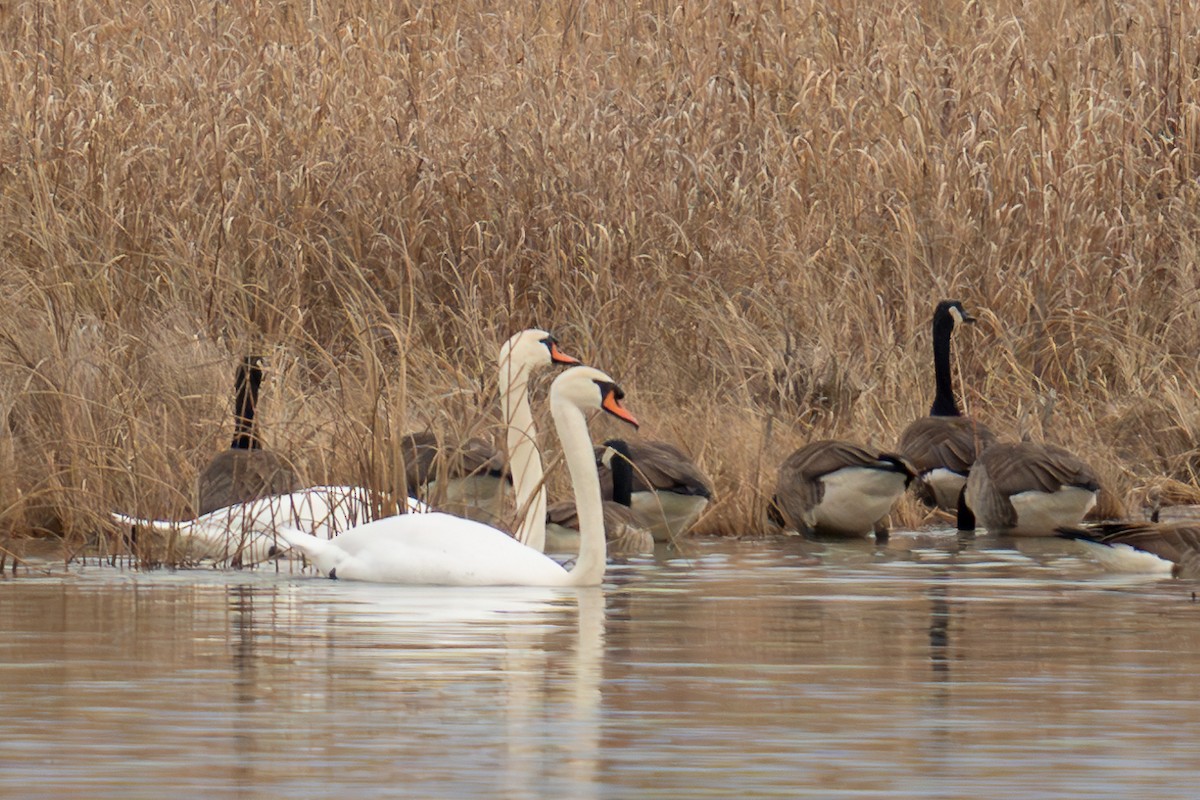 eBird Checklist - 22 Dec 2023 - Fernald Preserve (Hamilton Co.) - 15 ...