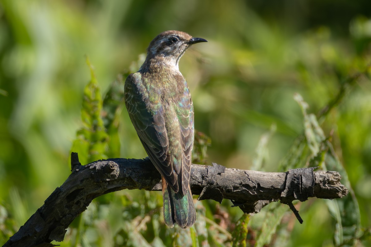 eBird Checklist - 23 Dec 2023 - Heritage Wetlands - 65 species