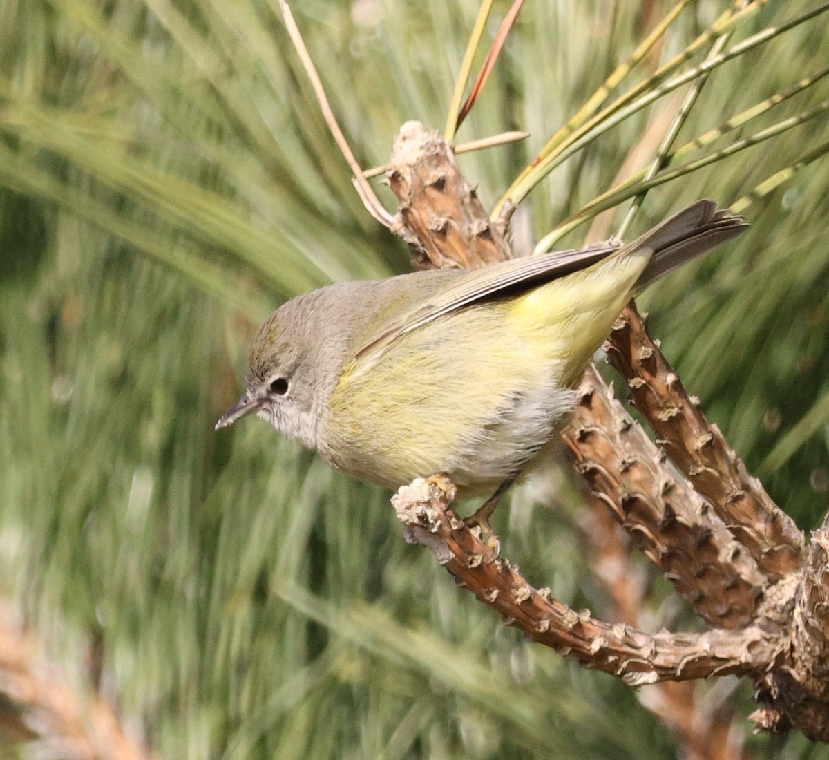 eBird Checklist - 22 Dec 2023 - Montauk Point - 34 species