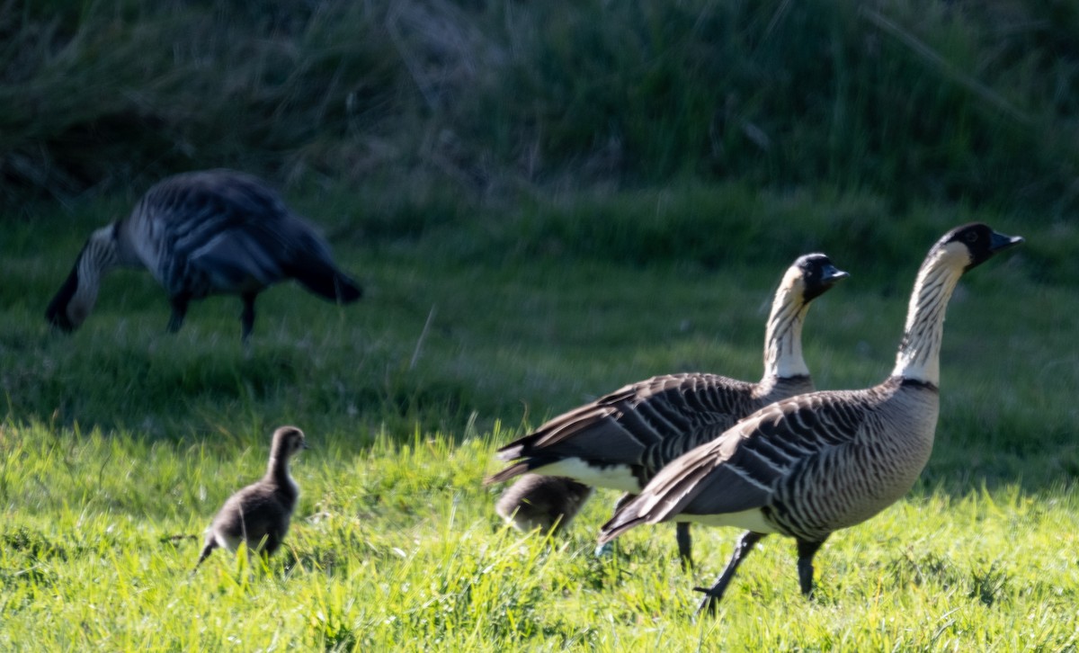 eBird Checklist - 17 Dec 2023 - Hakalau Forest NWR--Pua Akala Tract ...
