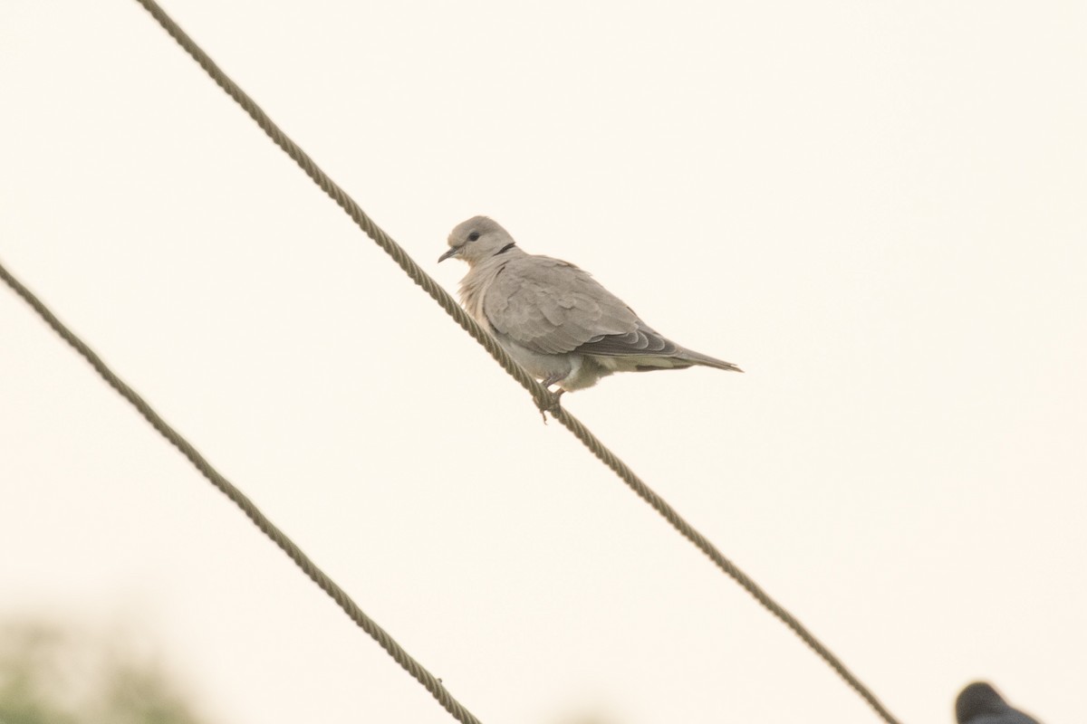 eBird India Checklist - 22 Dec 2023 - Bena, Near Suruchi Beach - 18 ...