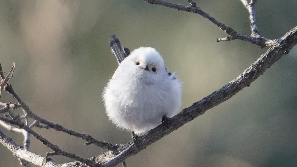 eBird Checklist - 23 Dec 2023 - 奥林匹克森林公园 (Olympic Forest Park) - 46 ...