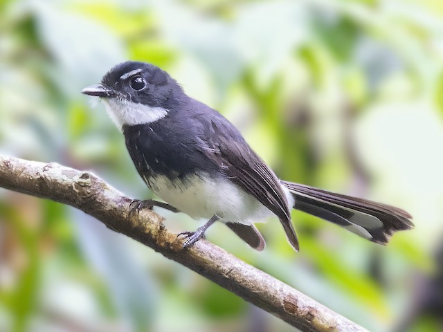 Photos - Northern Fantail - Rhipidura rufiventris - Birds of the World