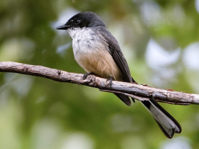 Photos - Northern Fantail - Rhipidura rufiventris - Birds of the World