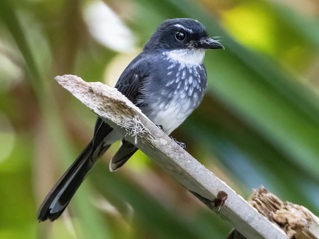 Photos - Northern Fantail - Rhipidura rufiventris - Birds of the World