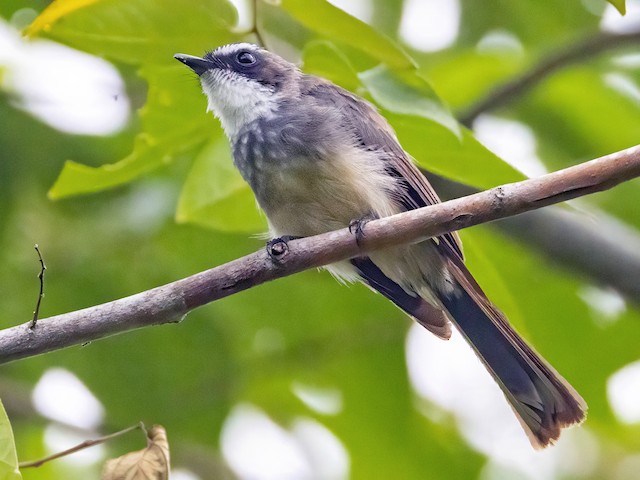 Photos - Northern Fantail - Rhipidura rufiventris - Birds of the World