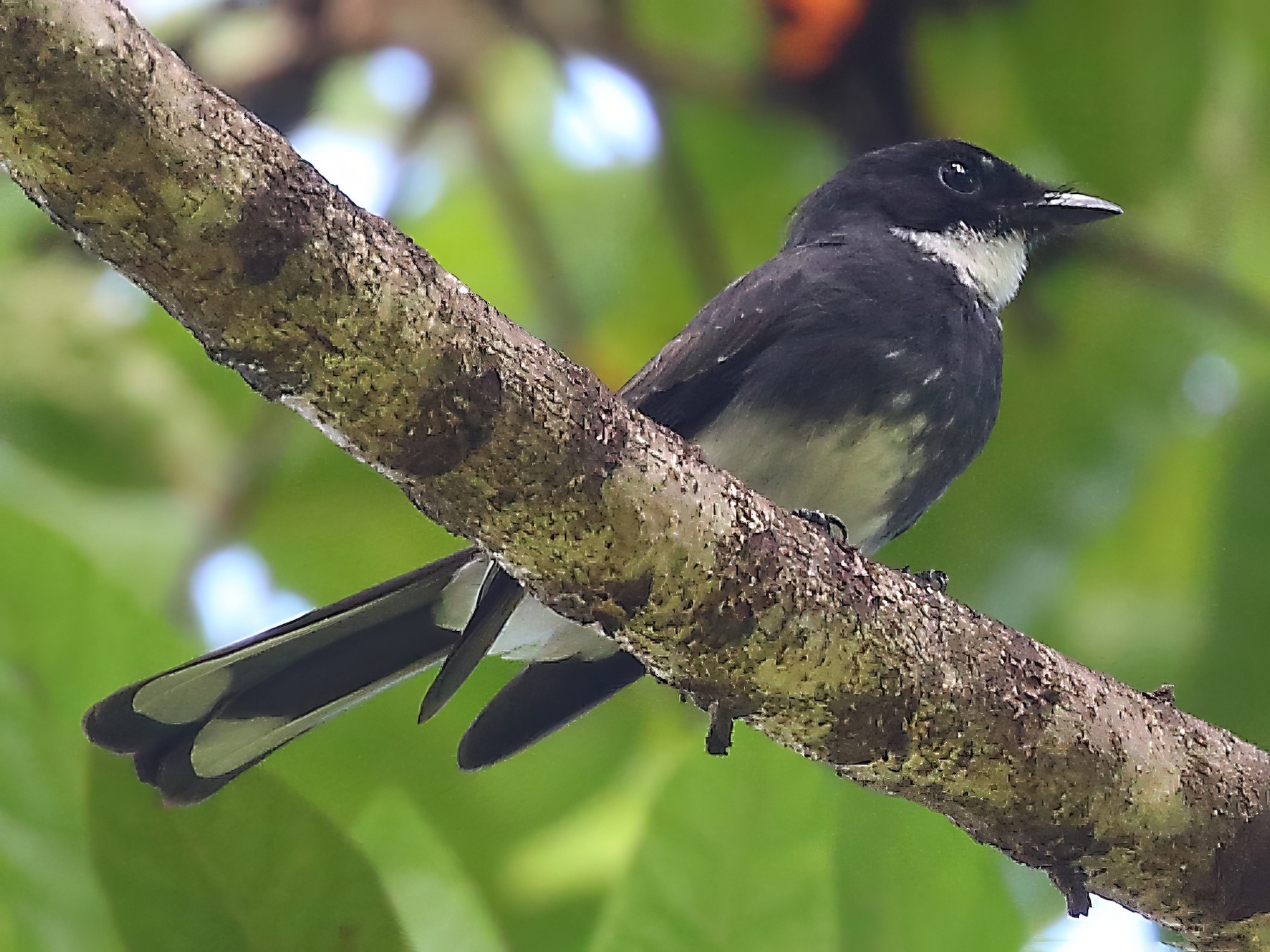Northern/Biak Fantail - eBird