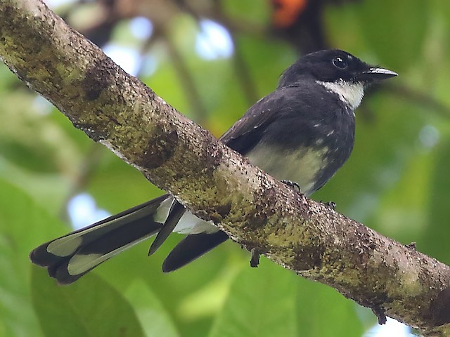 Photos - Northern Fantail - Rhipidura rufiventris - Birds of the World