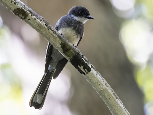 Photos - Northern Fantail - Rhipidura rufiventris - Birds of the World