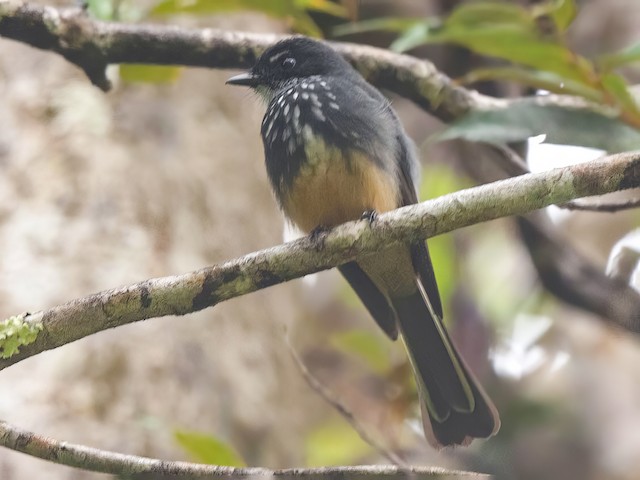 Photos - Northern Fantail - Rhipidura rufiventris - Birds of the World