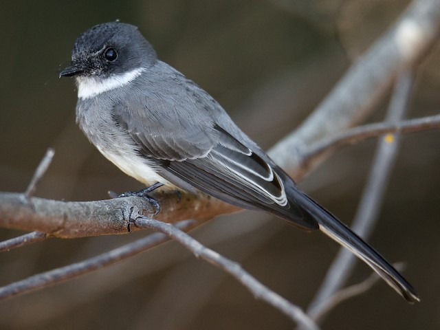 Photos - Northern Fantail - Rhipidura rufiventris - Birds of the World