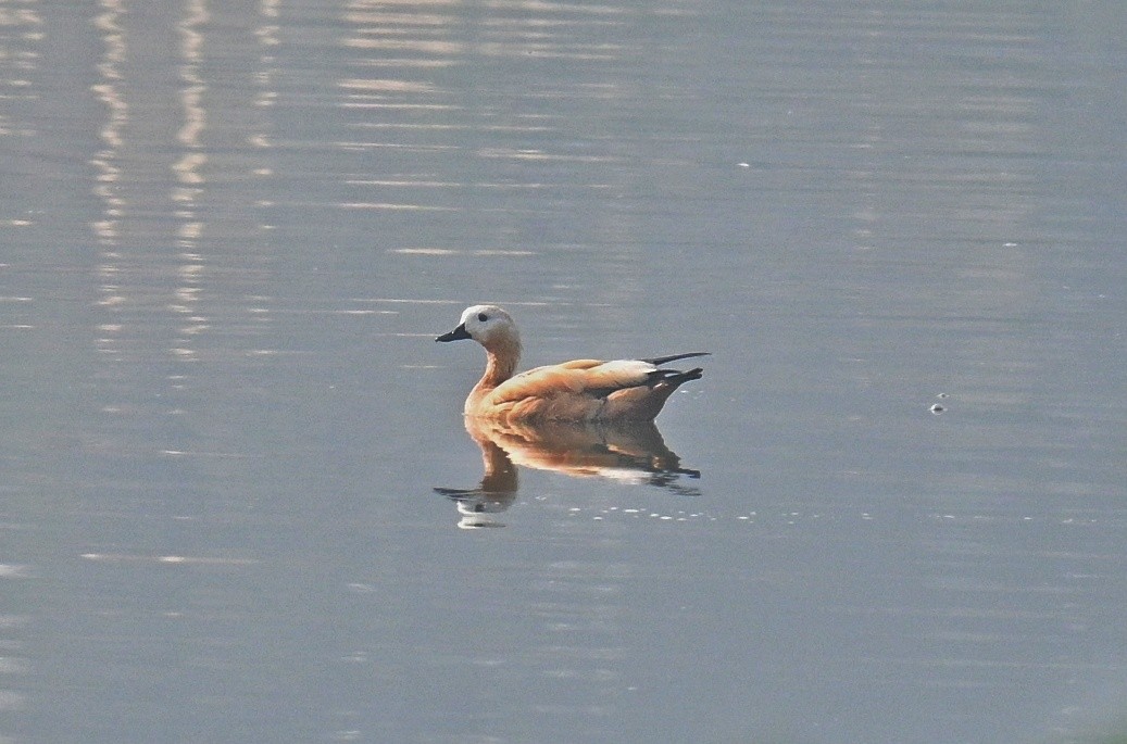 eBird India Checklist - 23 Dec 2023 - Kavdi Pat - 90 species