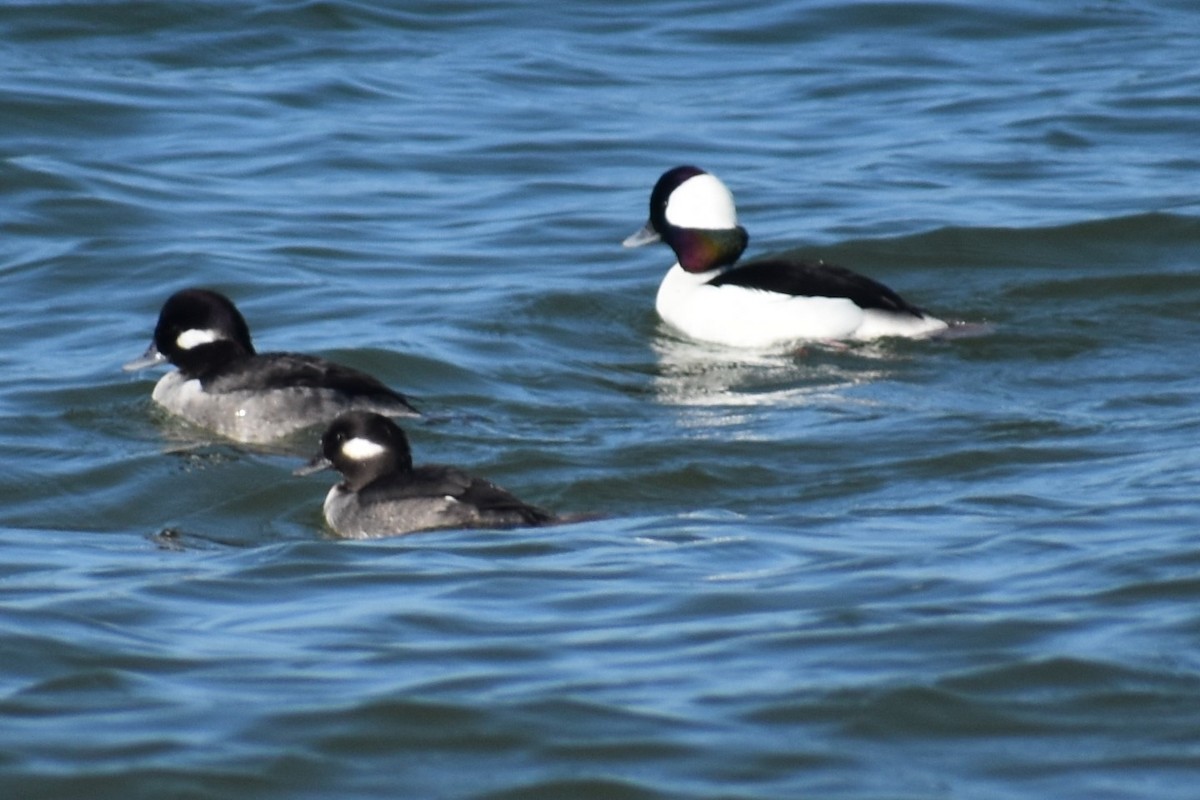 eBird Checklist - 23 Dec 2023 - Fort Morgan--Mobile Point - 10 species