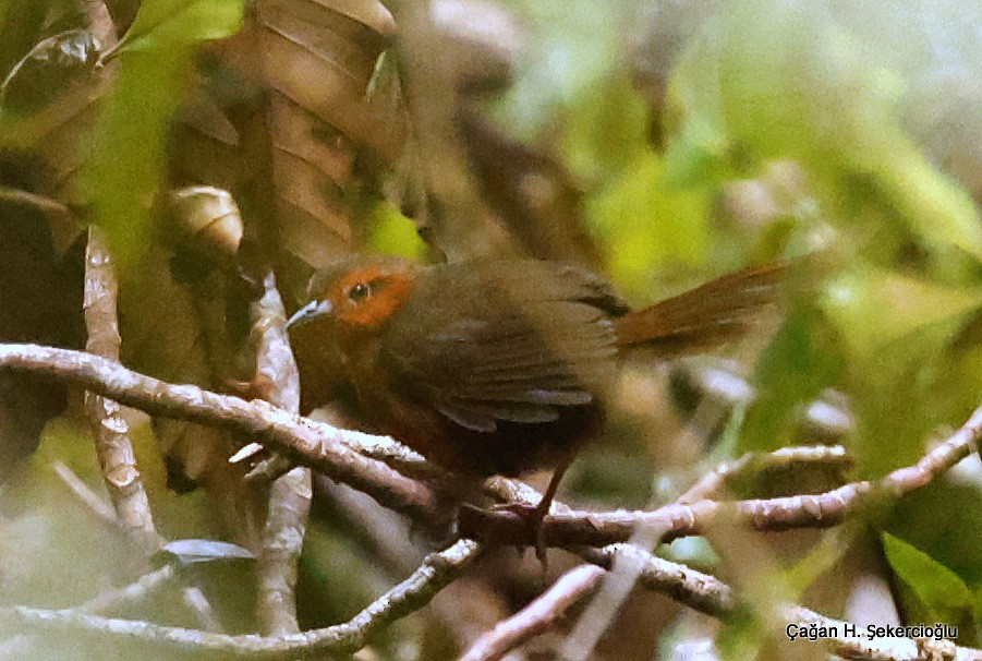 Rusty Thicketbird - eBird