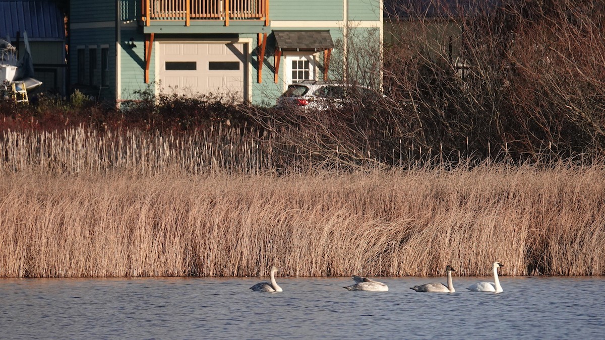 eBird Checklist - 23 Dec 2023 - Kah Tai Lagoon - 36 species (+1 other taxa)