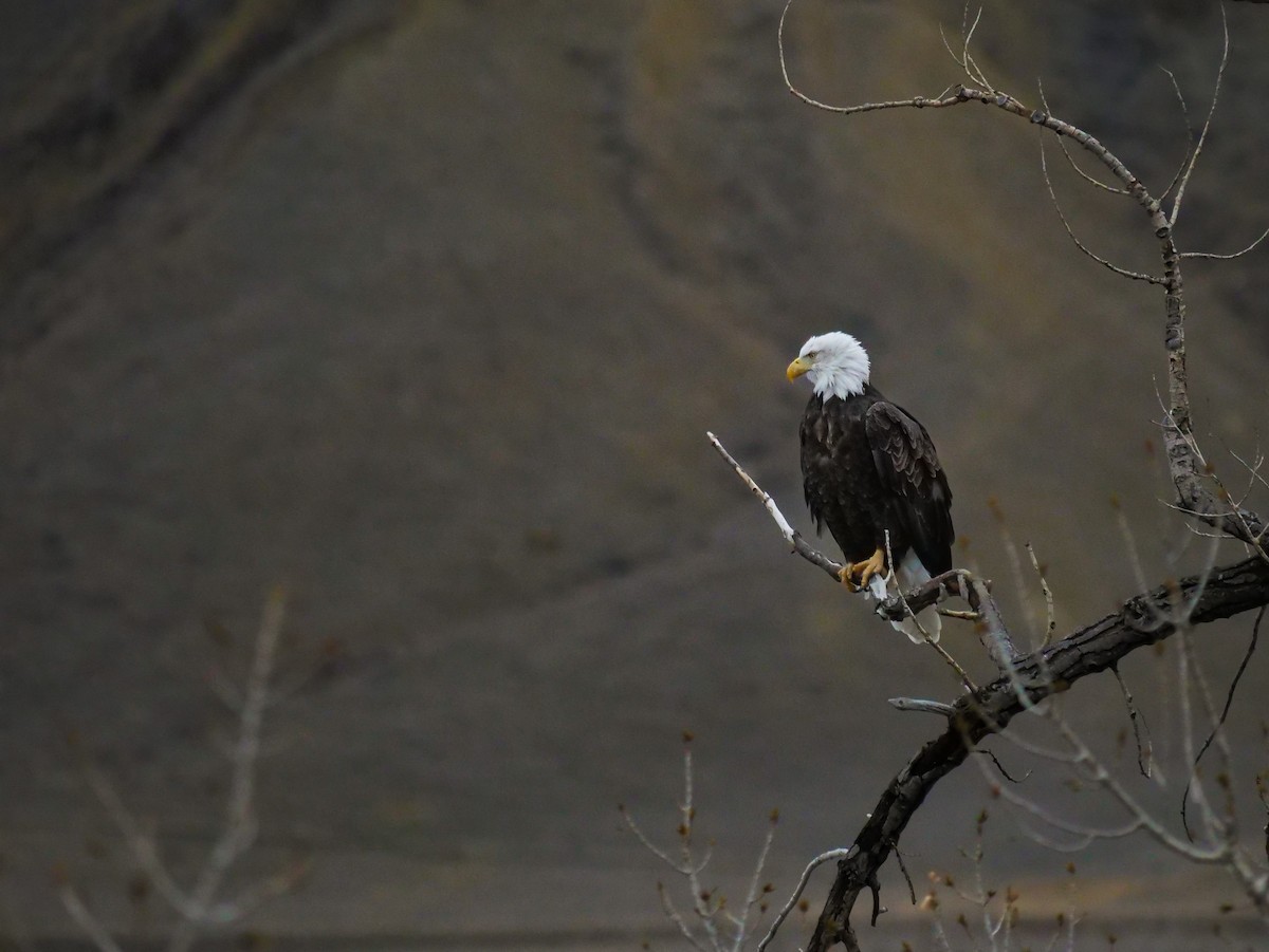 eBird Checklist - 23 Dec 2023 - Medicine Hat--Police Point Park - 13 ...