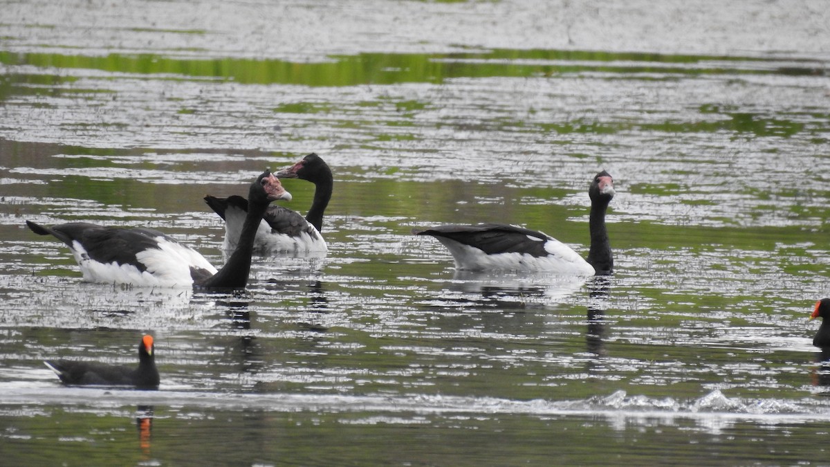 eBird Checklist - 23 Dec 2023 - Waterloo Plains wetland (Wandoan) - 35 ...